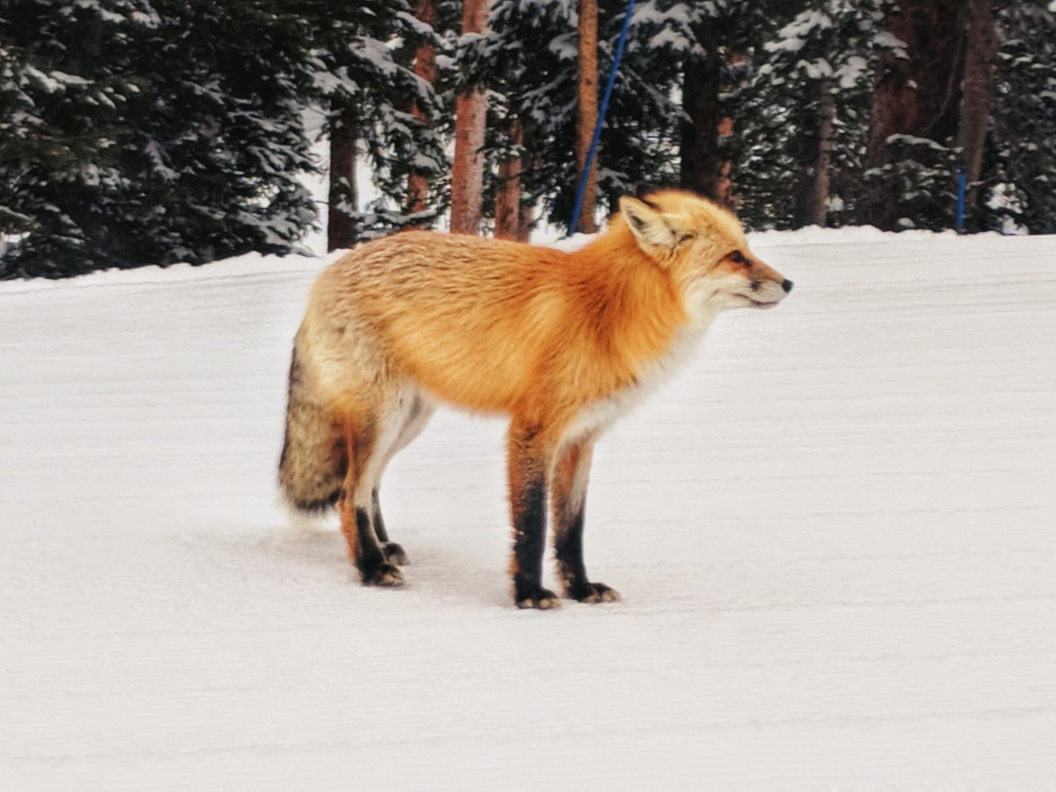 What to See and Ski in Vail | The Crooked Carrot